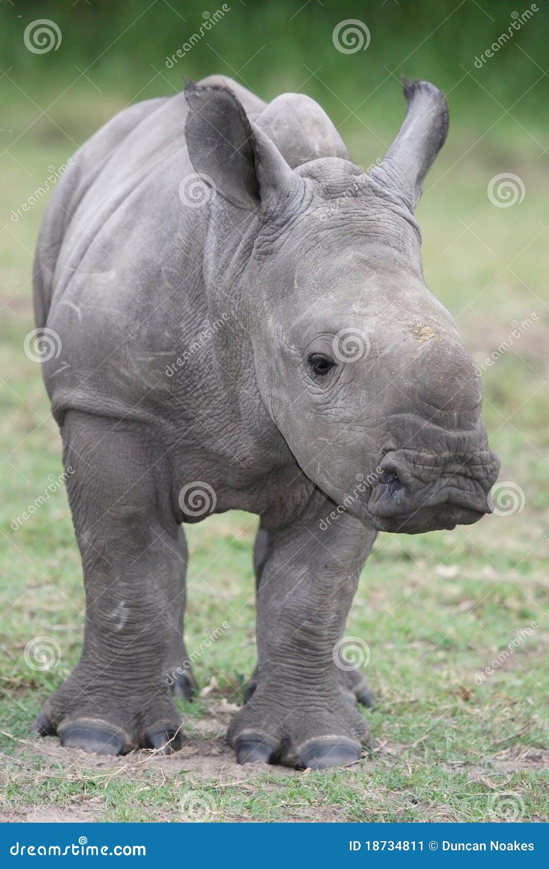 Baby Rhinoceros stock image. Image of herbivore, calf - 18734811