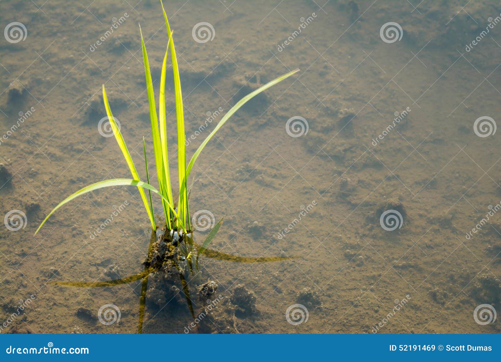 Baby Rice Plant stock image. Image of farm, field, farmer - 52191469