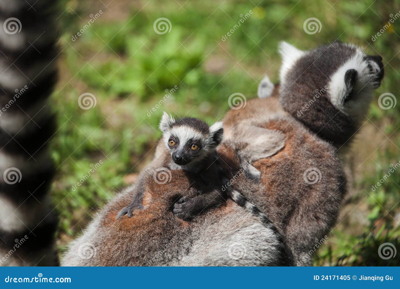 Baby Ring tailed Lemur stock image. Image of lemur, mother - 24171405