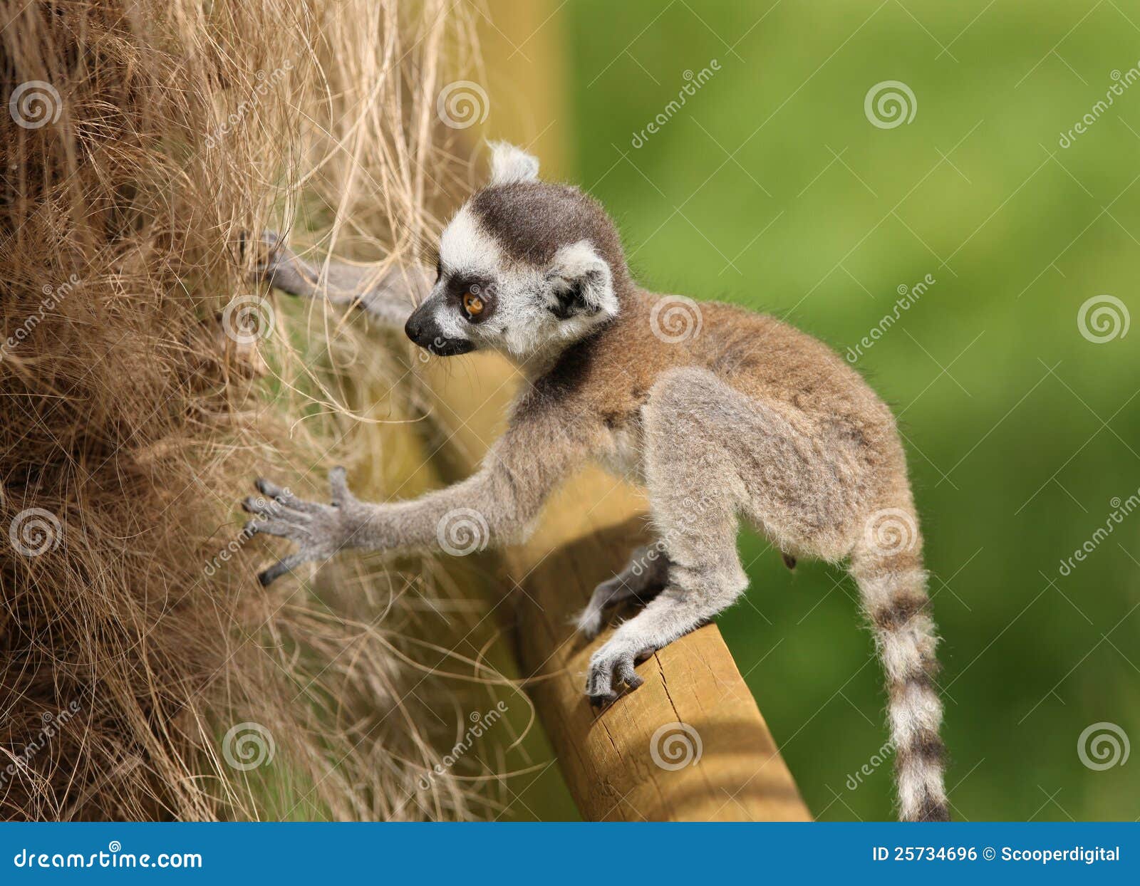 Baby Ring-Tailed Lemur stock photo. Image of madagascar - 25734696