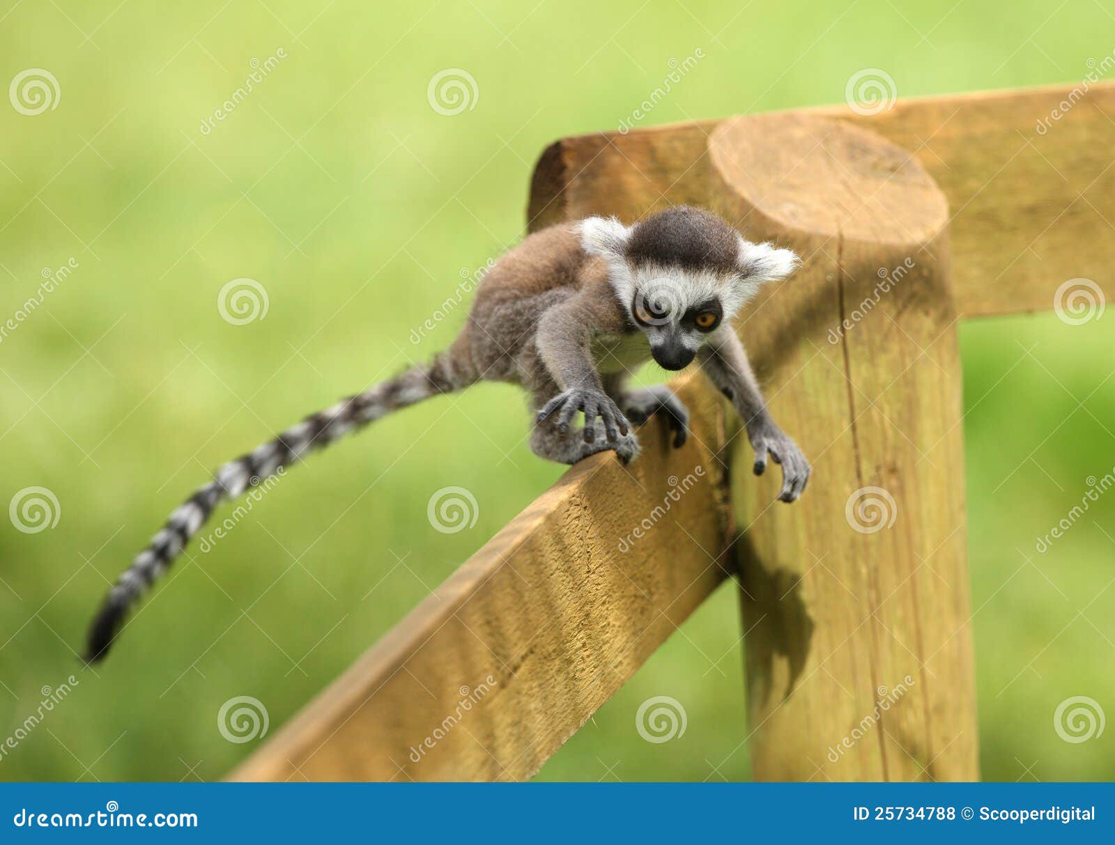 Baby Lemur