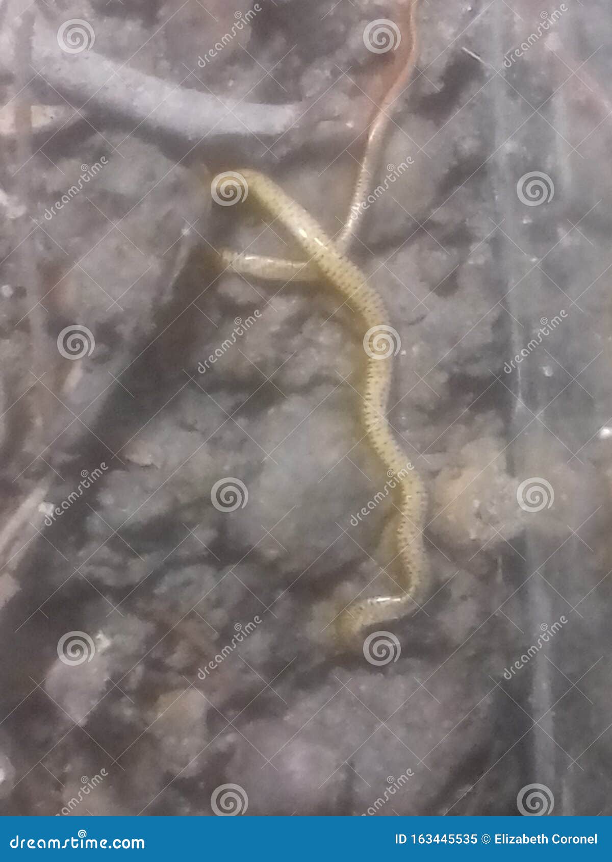 Baby Ringed-neck snake stock image. Image of snake, underbelly - 163445535