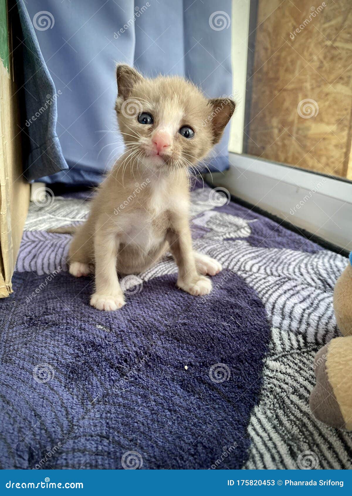 Baby Roan cat stock image. Image of baby, roancat, roan - 175820453