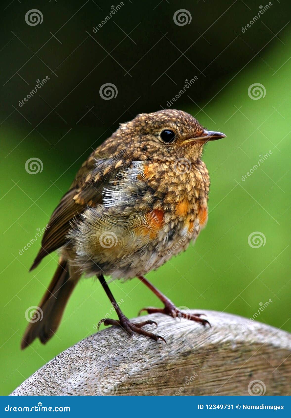 Baby Robin stock image. Image of born, gardens, fresh - 12349731