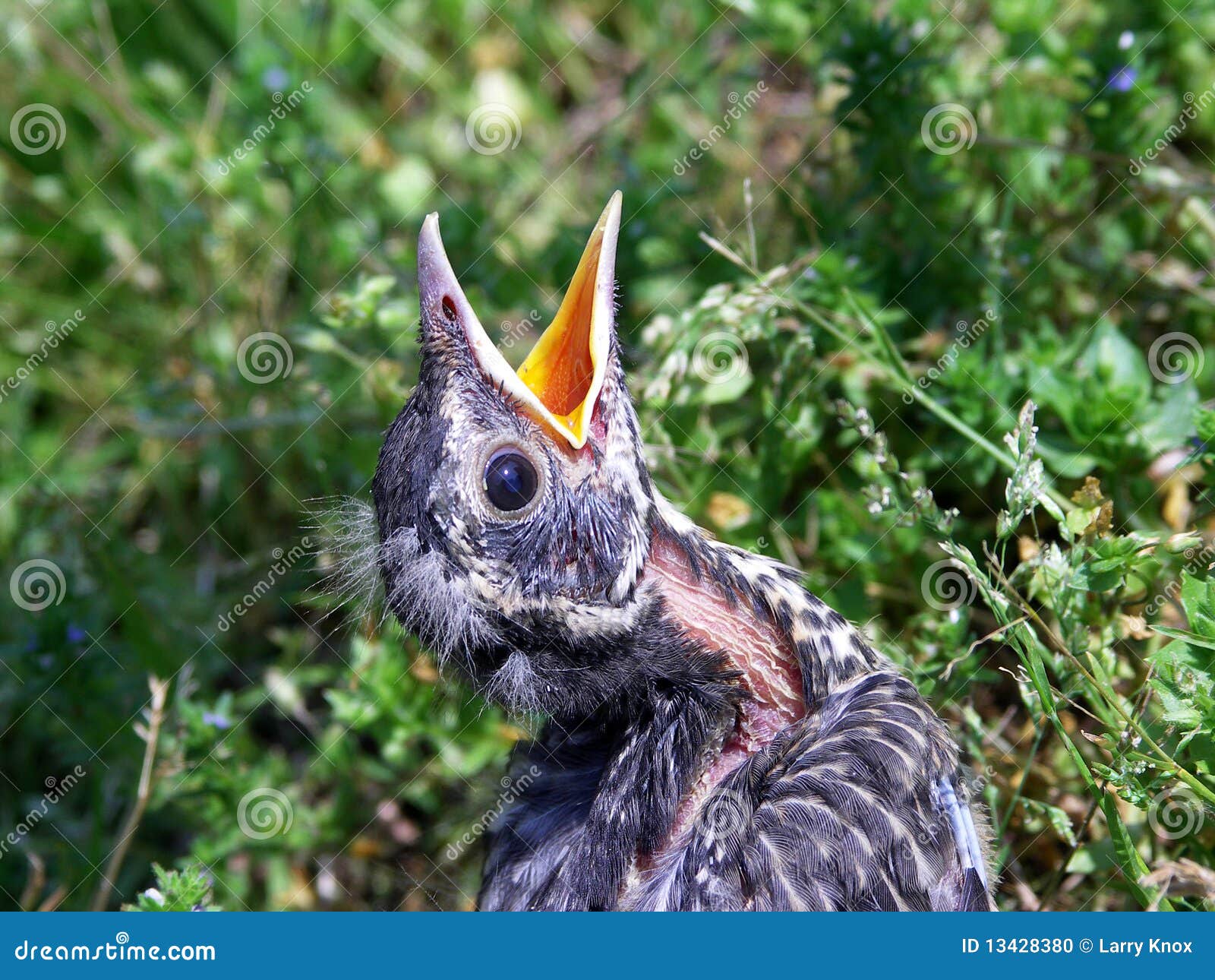 Baby Robin stock photo. Image of feathers, grass, nature - 13428380