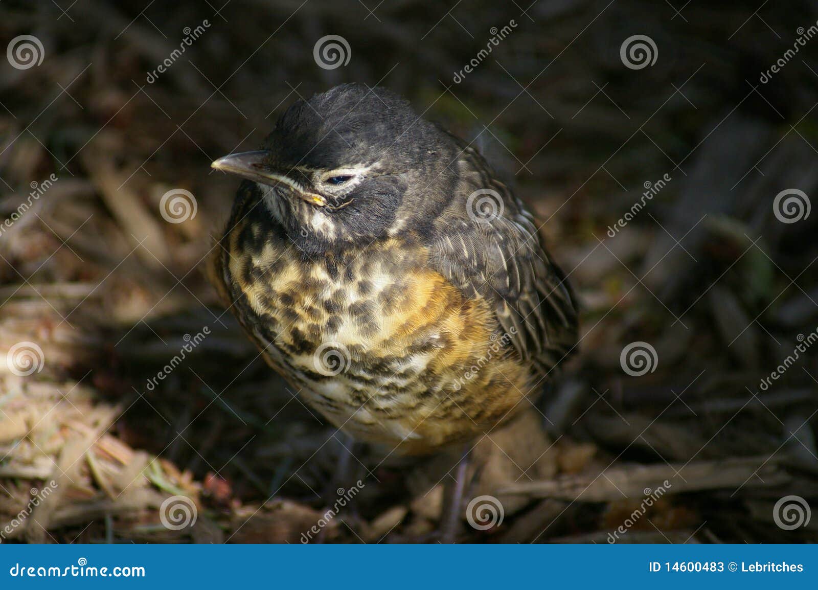 Baby Robin In Its Nest Looking Grumpy With A Wild Feather At The Top Of ...