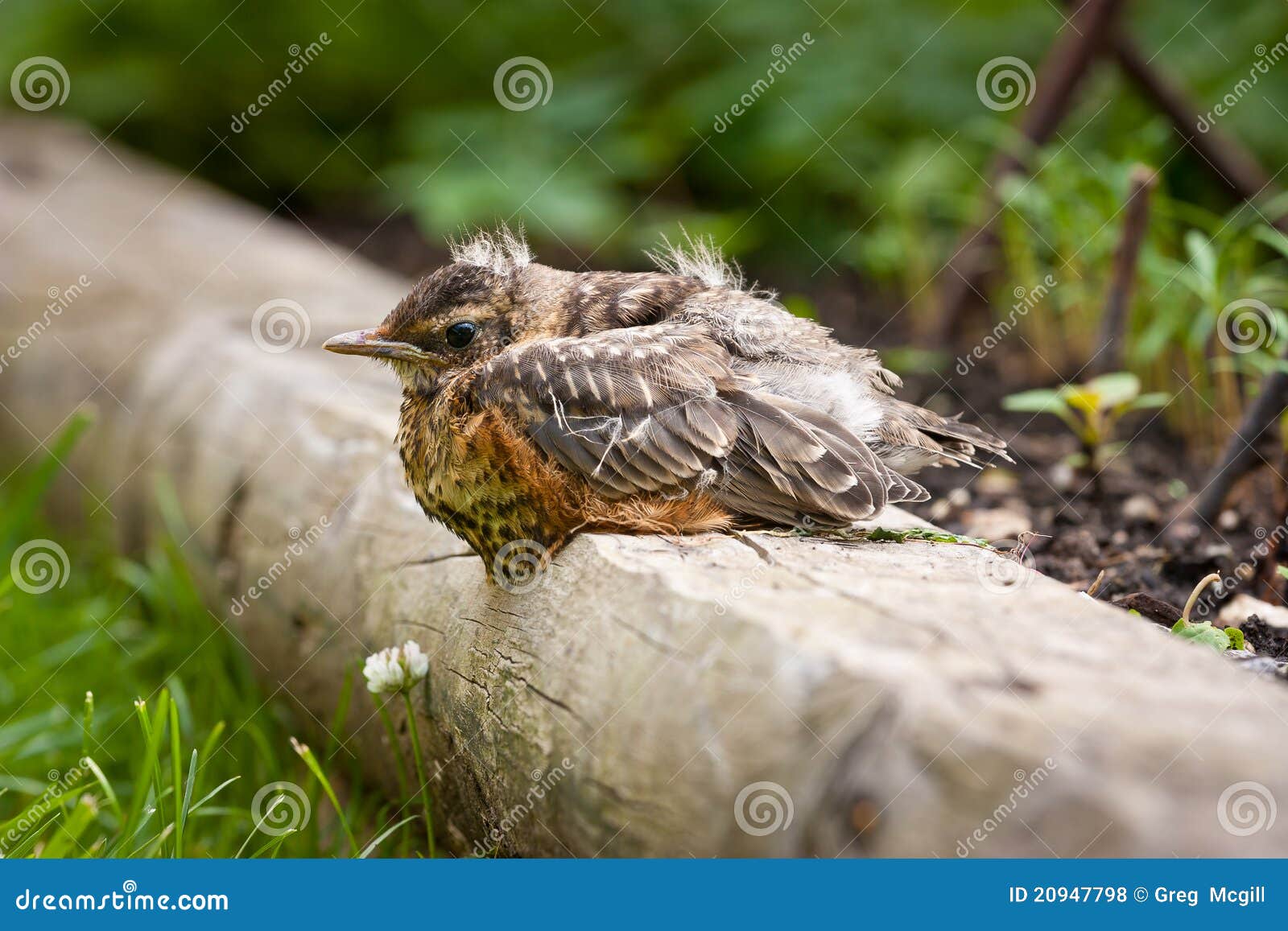 Baby Robin stock photo. Image of robin, wood, spring - 20947798