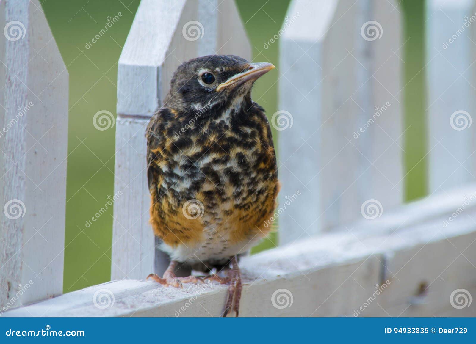 Baby Robin Bird stock image. Image of robin, bird, baby - 94933835