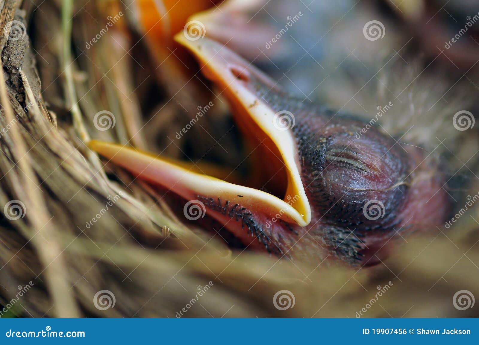 Baby robin chick stock photo. Image of bird, robin, hunger - 19907456