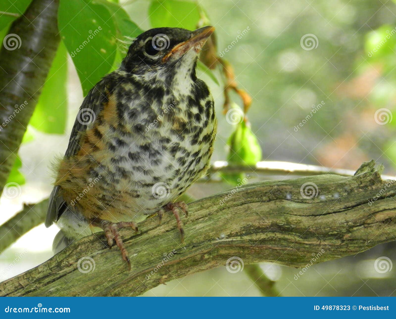 Baby Robin stock image. Image of baby, trees, chick, nature - 49878323