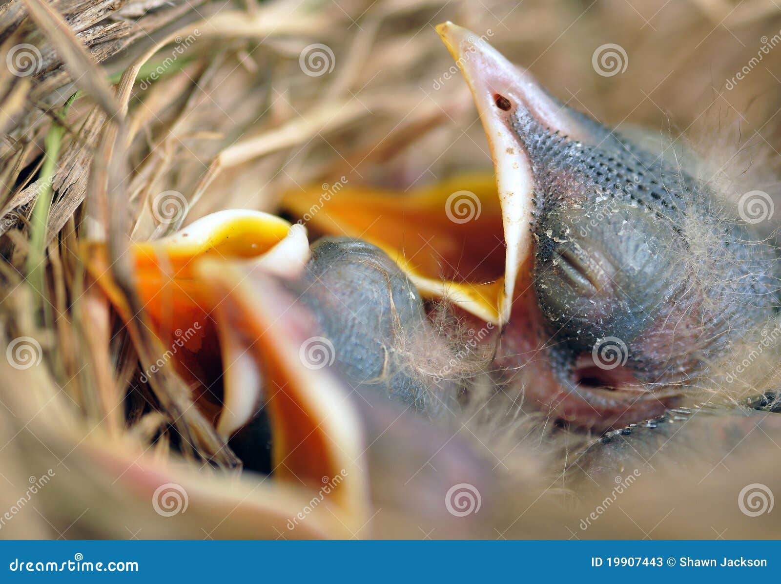 Baby robin chicks in nest stock image. Image of macro - 19907443