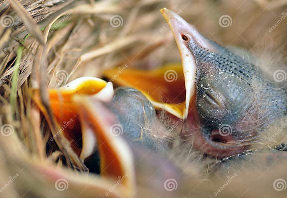 Baby robin chicks in nest stock image. Image of macro - 19907443