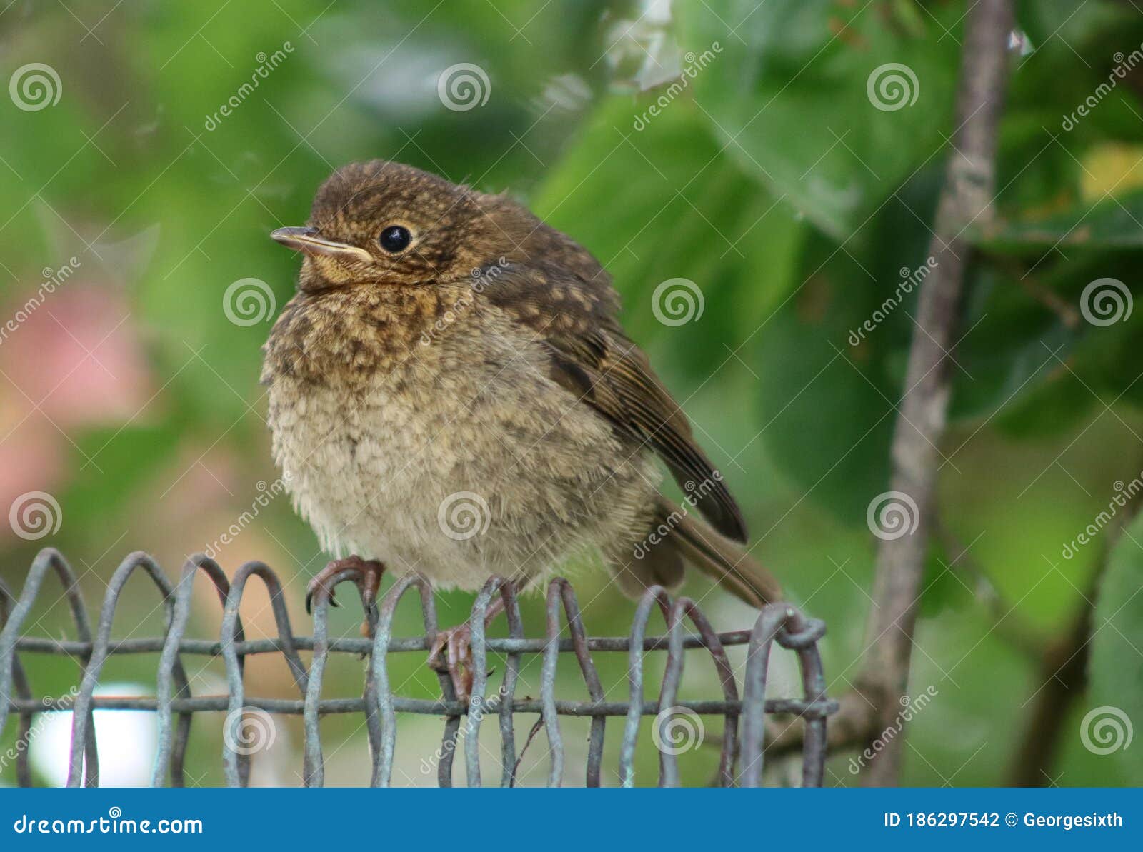 Baby Robin, Erithacus Rubecula, Perched Wire Mesh Stock Photo - Image ...