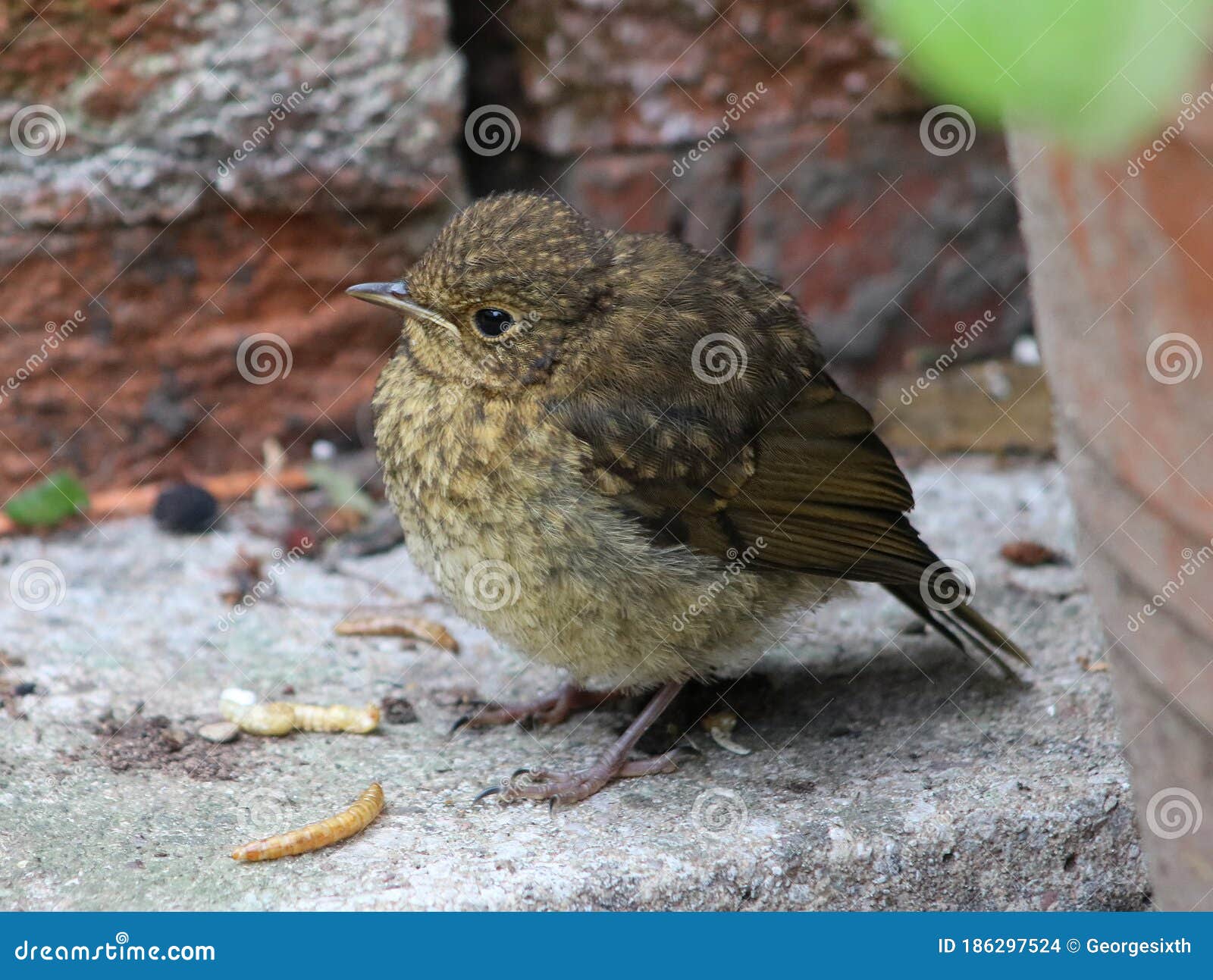 Baby Robin, Erithacus Rubecula, Stood on Concrete Stock Photo - Image ...