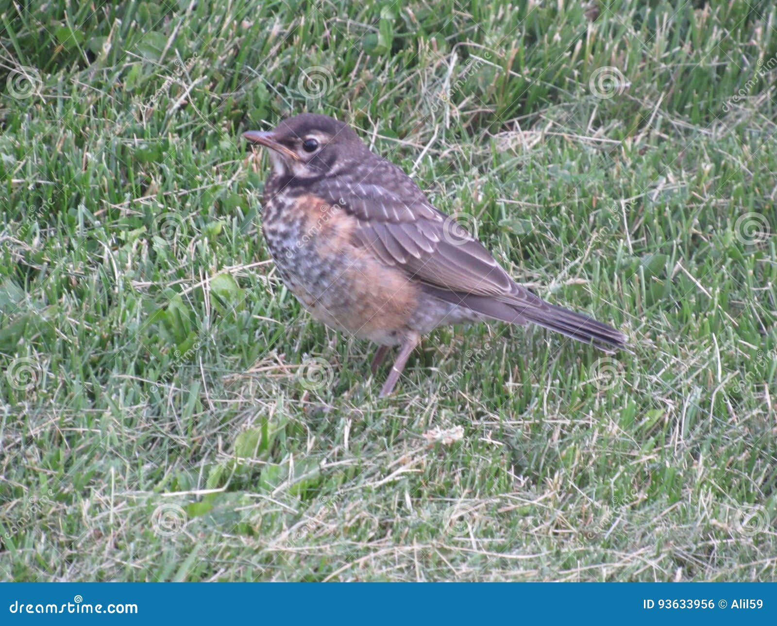 Baby Robin stock photo. Image of mother, american, hopping - 93633956
