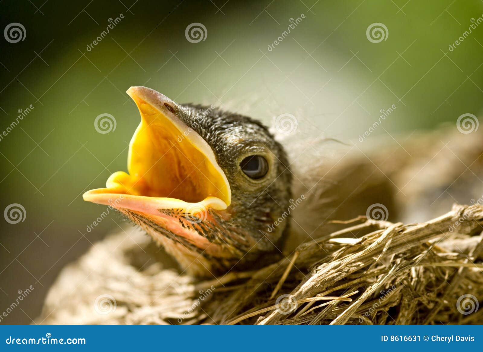 Baby Robin in Nest stock image. Image of birds, baby, individual - 8616631
