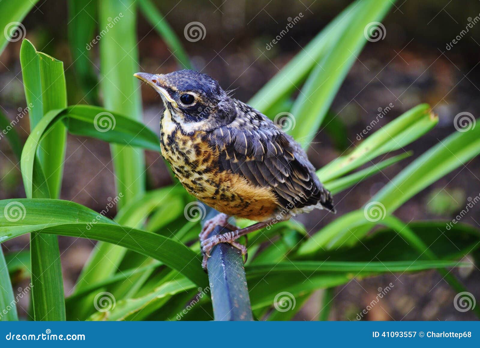 Baby Robin stock image. Image of feather, perched, lawn - 41093557