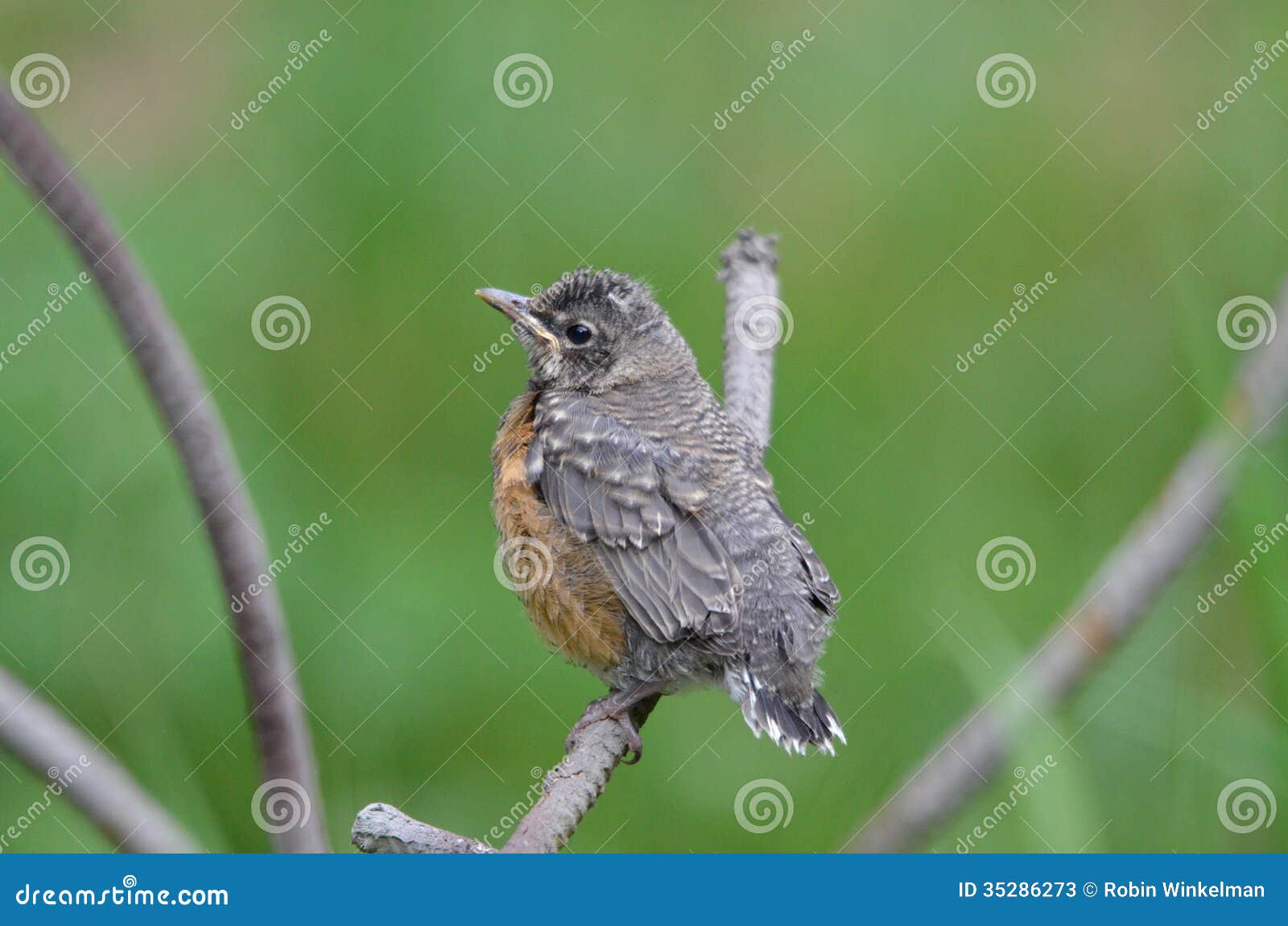 Baby robin stock image. Image of robin, chick, sitting - 35286273