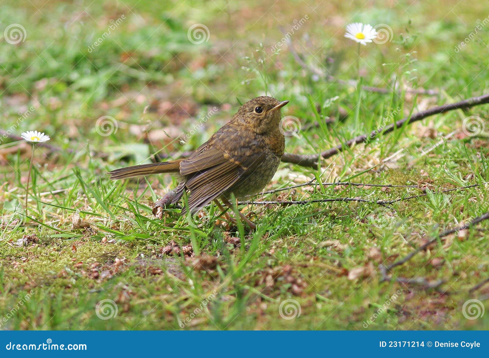 Baby Robin red breast stock photo. Image of detailengland - 23171214