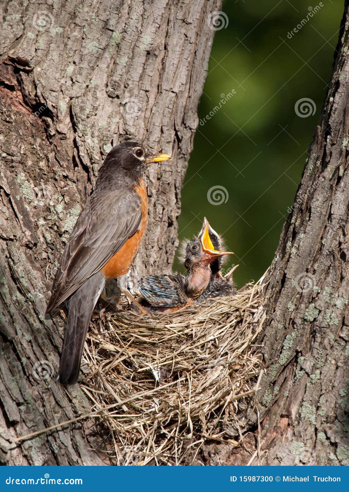 Baby Robin Screams in Hunger Stock Photo - Image of beak, breast: 15987300