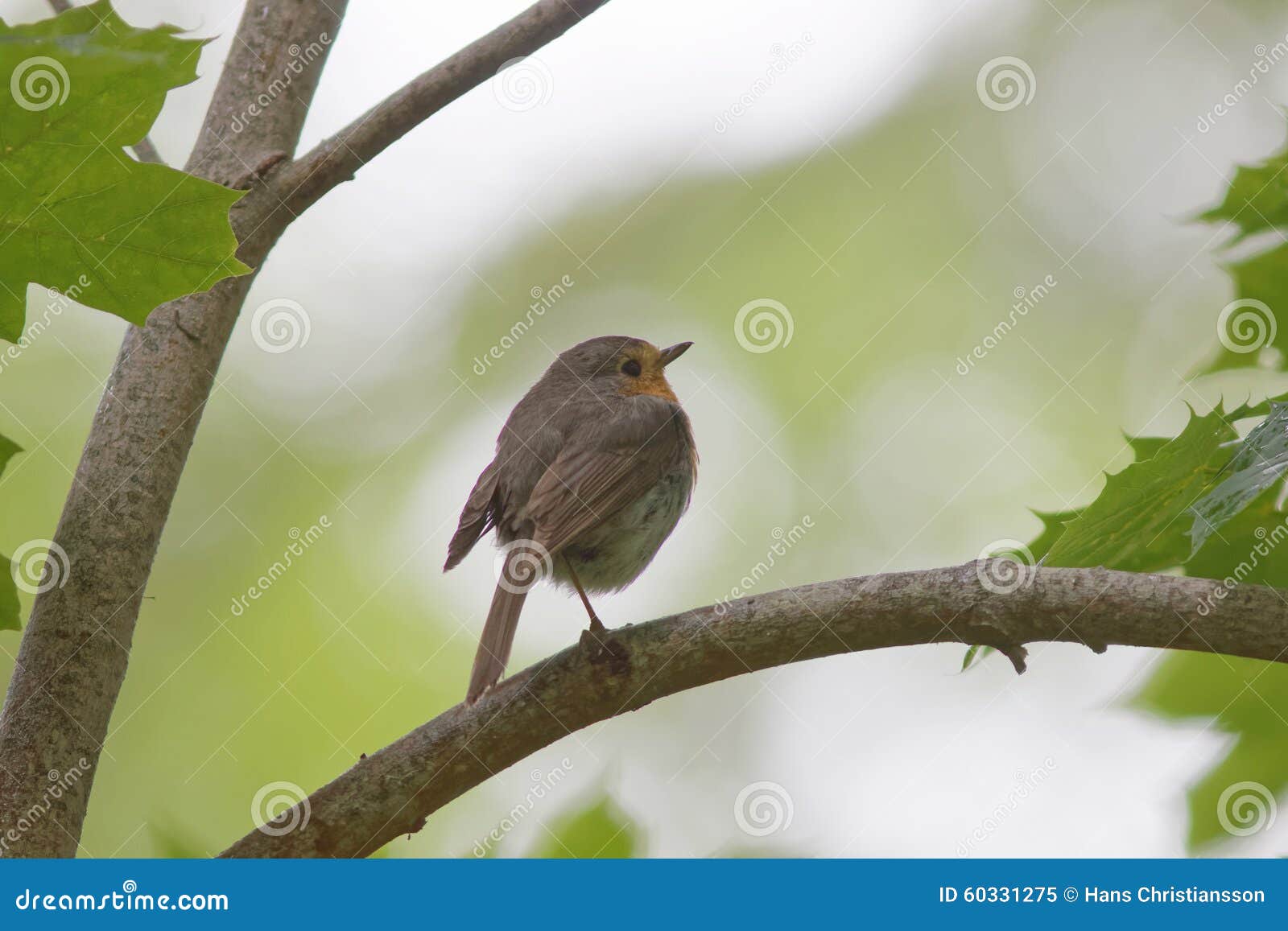 Baby Robin Standing on a Branch Stock Image - Image of park, garden ...