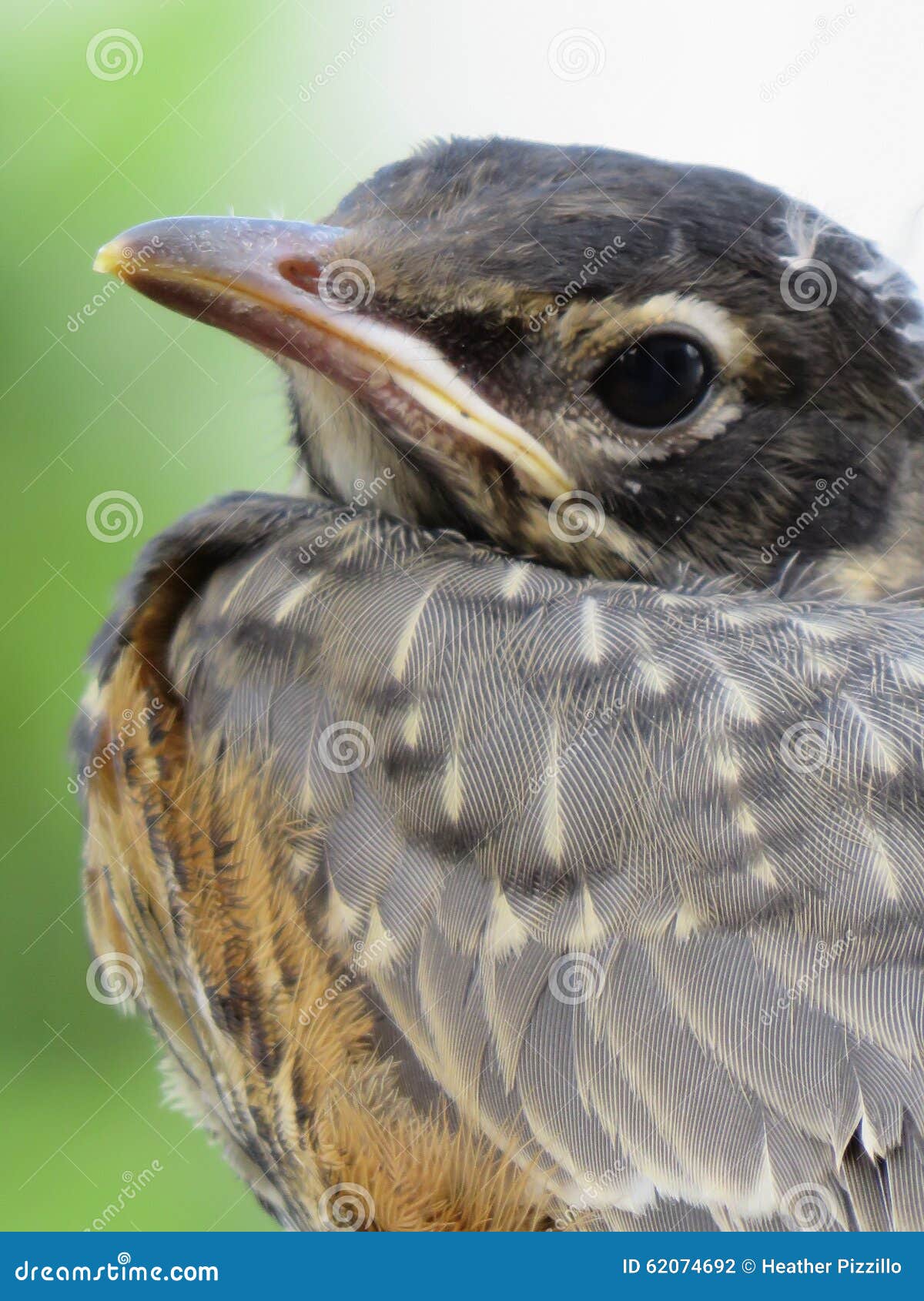 Baby Robin stock photo. Image of stoic, nature, beak - 62074692