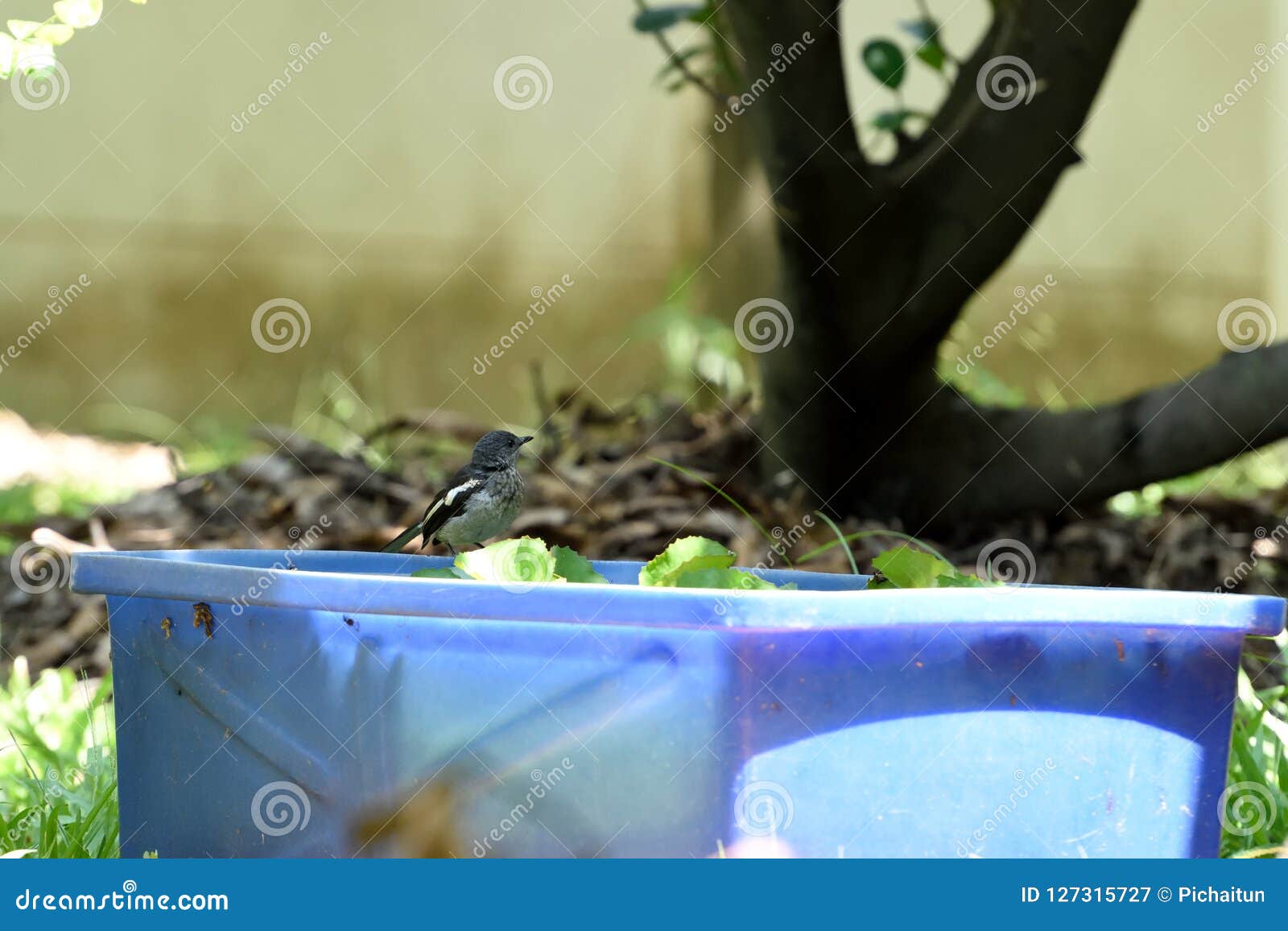 Baby robin stock image. Image of cagebird, tropical - 127315727