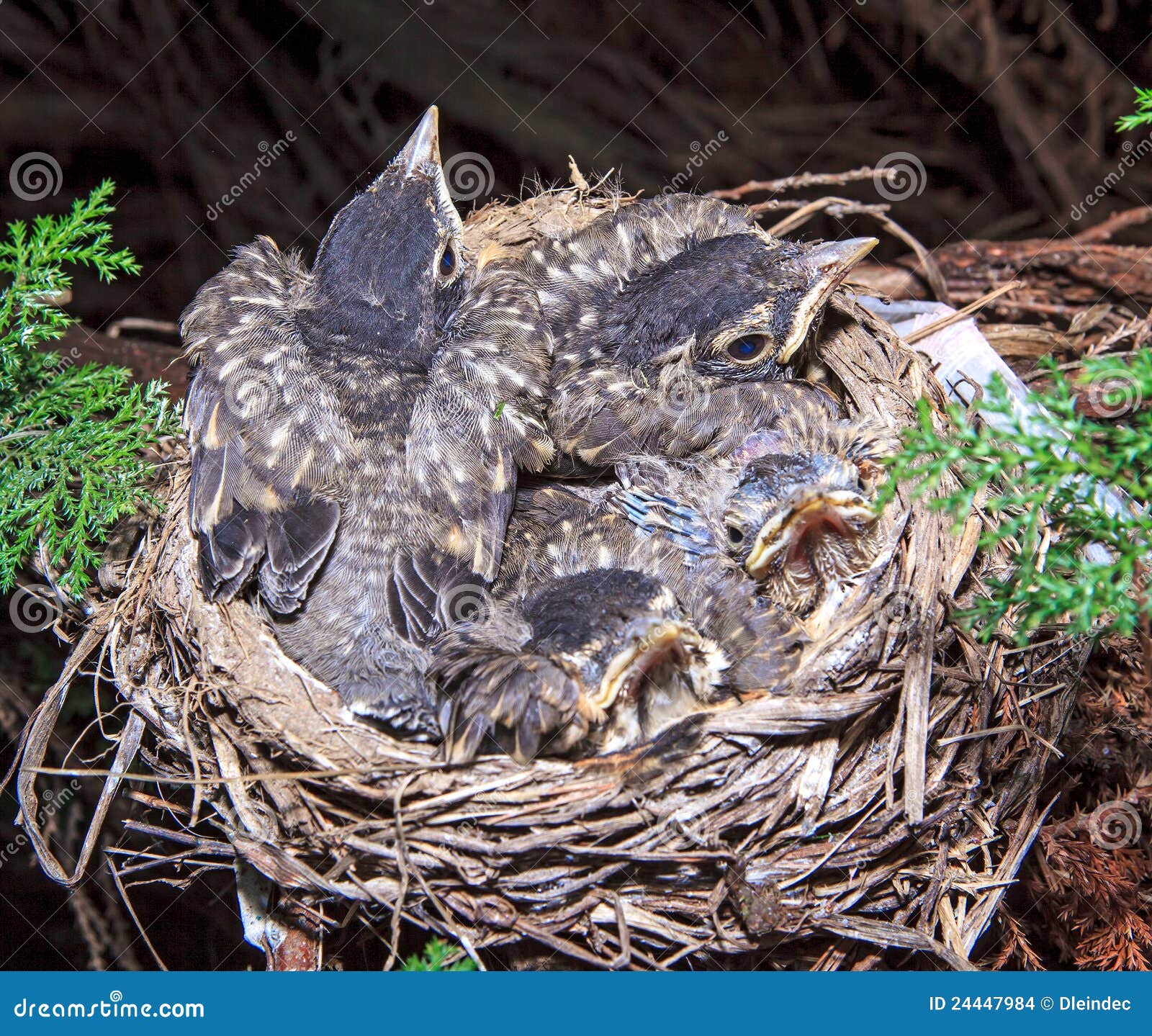 Baby Robins. stock photo. Image of reproduction, rearing - 24447984