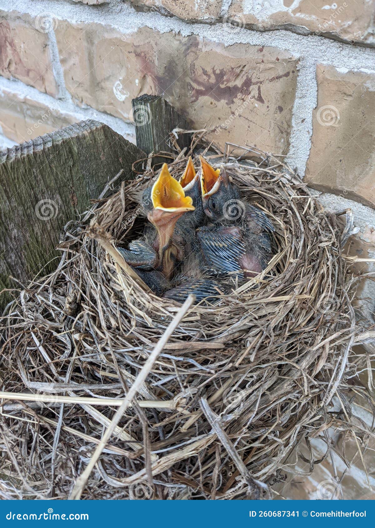 Baby Robins Bird Nest on Fence Post Stock Image - Image of wildlife ...