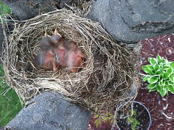 Baby Robins stock image. Image of robins, spring, baby - 43942409