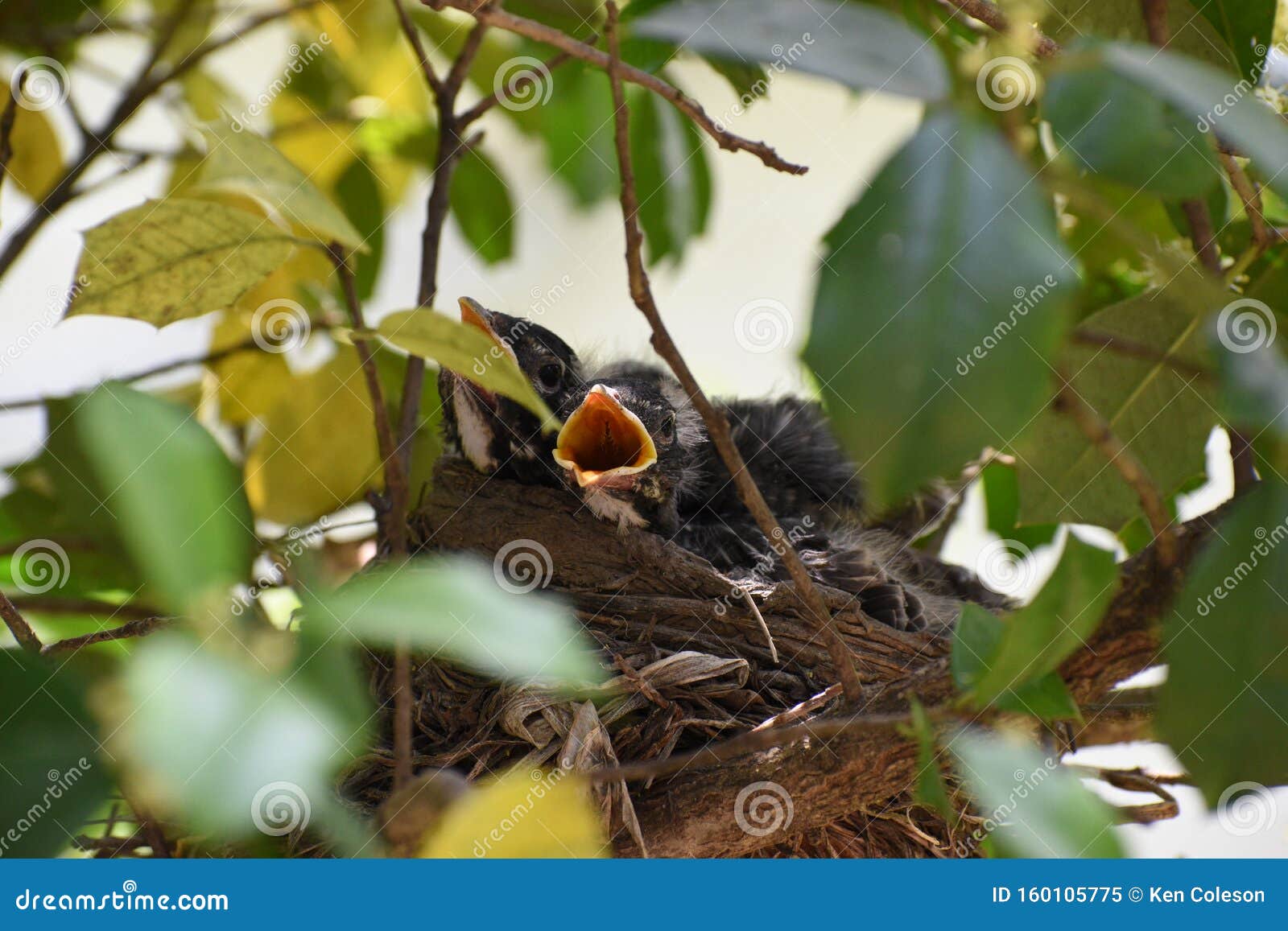 Baby Robins stock image. Image of nest, robins, baby - 160105775
