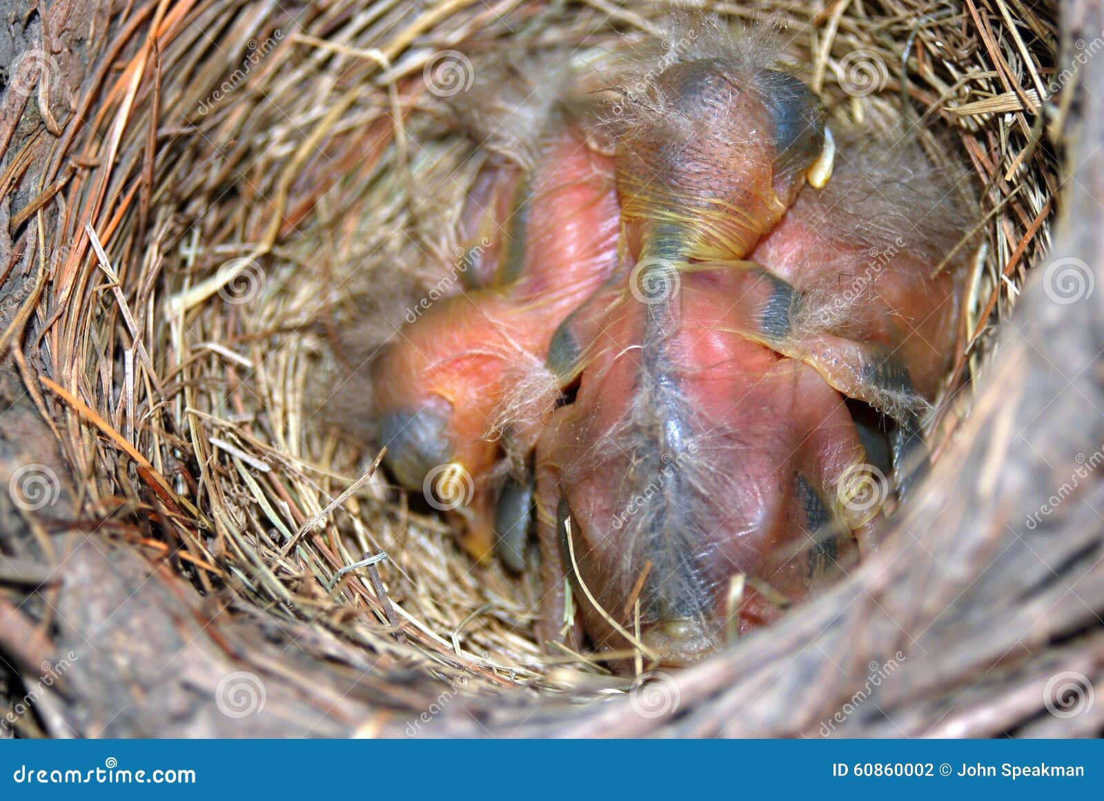 Baby Robins in Nest stock photo. Image of birth, robins - 60860002