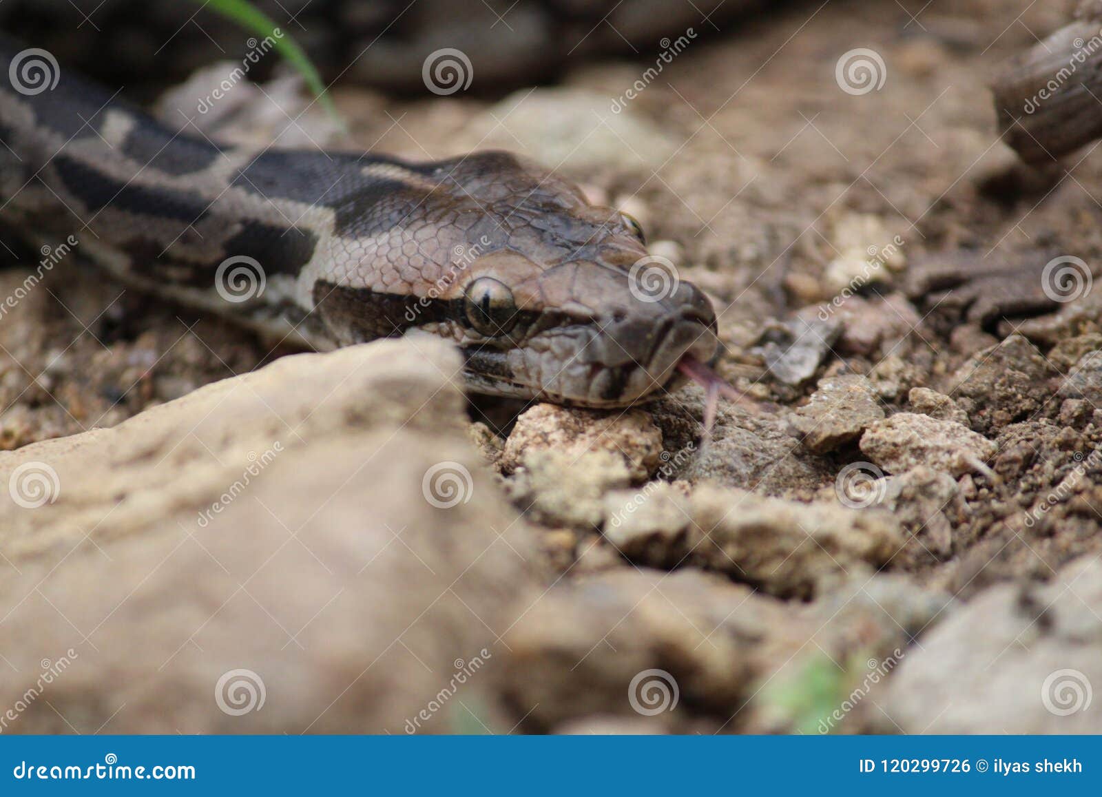 Baby Rock python stock photo. Image of wild, barda, baby - 120299726