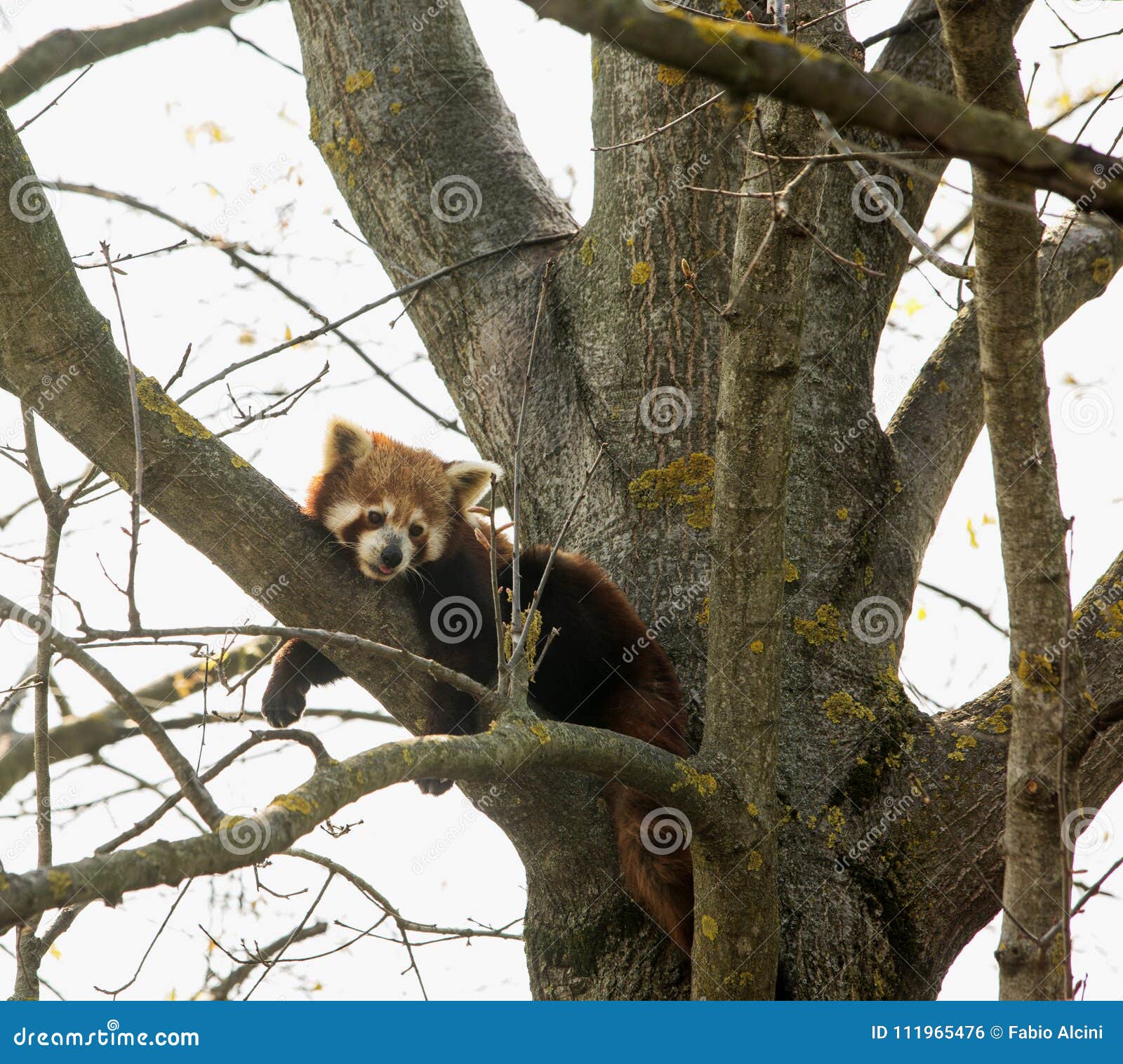 Baby Rode Panda Over Een Boom Stock Foto - Image of panda, openlucht ...