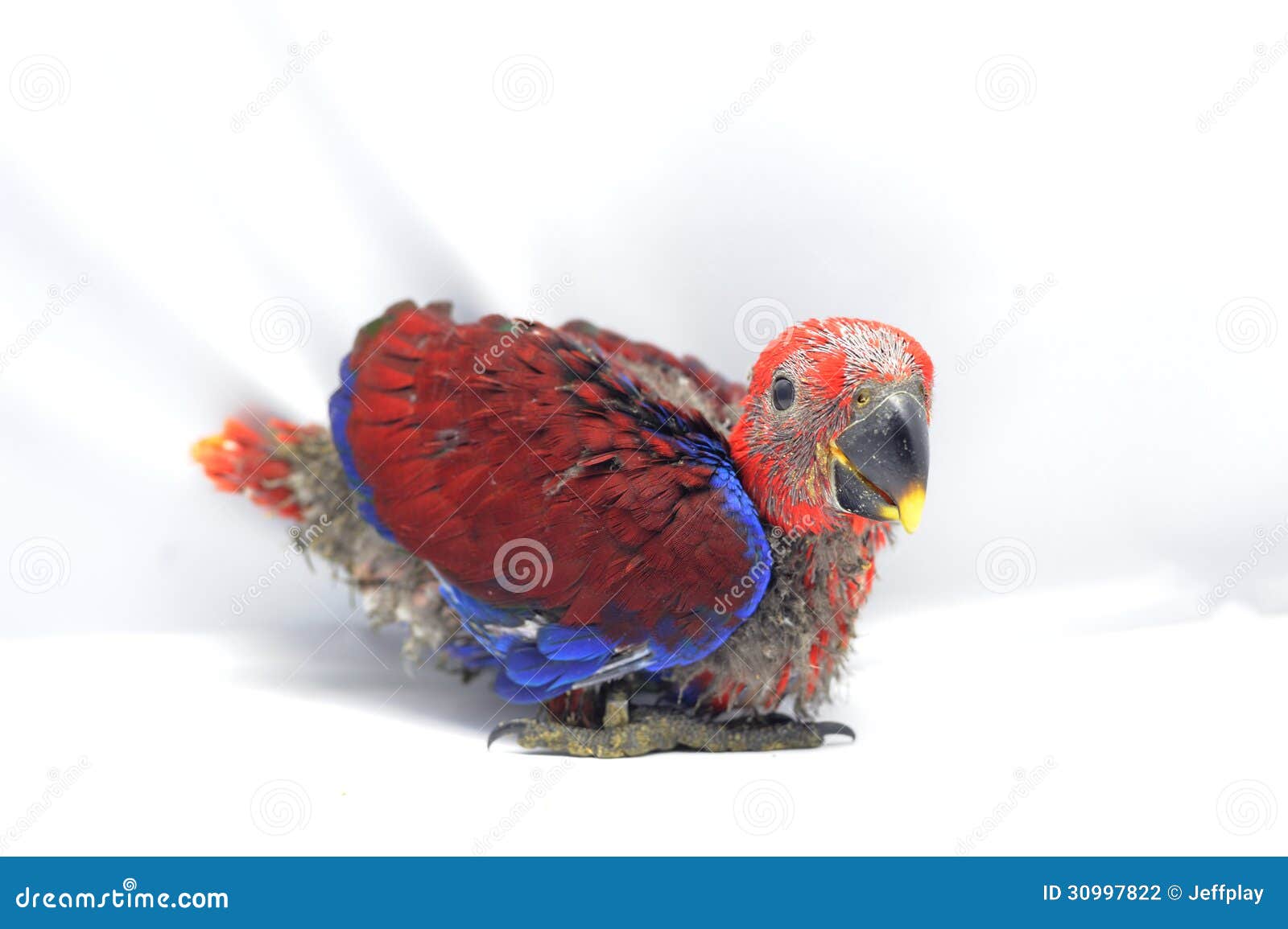 Baby rode papegaai stock foto. Image of achtergrond, vogel - 30997822