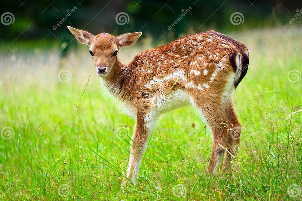 Baby roe deer stock photo. Image of ears, portrait, field - 26862742