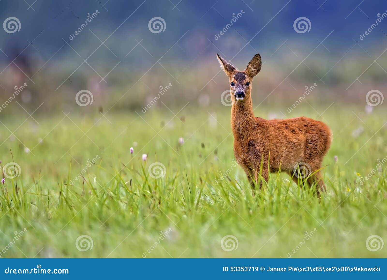 Baby Roe Deer in a Clearing Stock Image - Image of animals, stand: 53353719