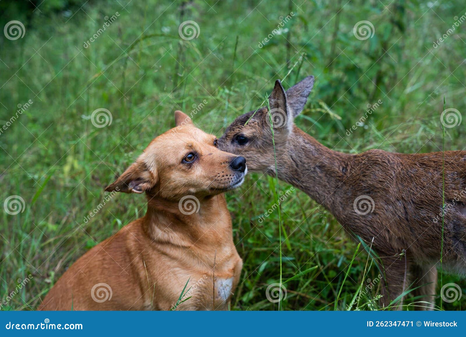 Baby Roe Deer and a Dog in the Forest Stock Image - Image of animal ...