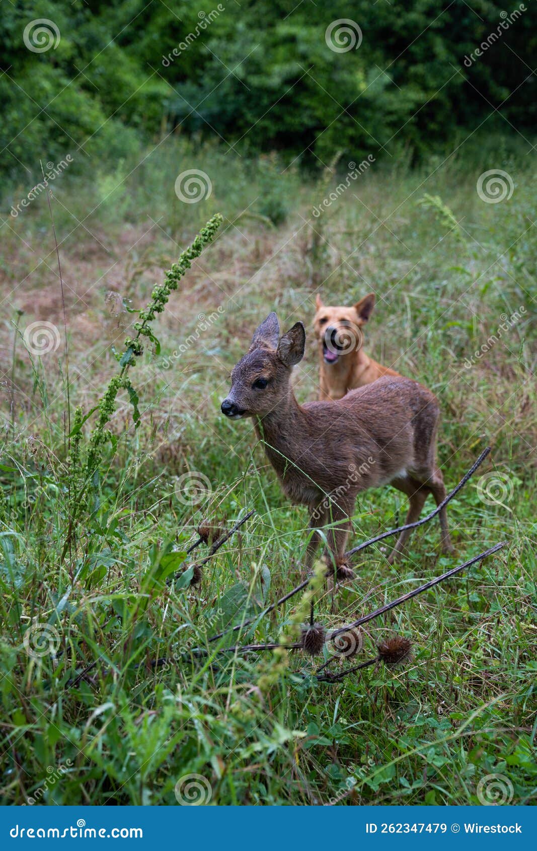 Baby Roe Deer and a Dog in the Forest Stock Image - Image of nature ...