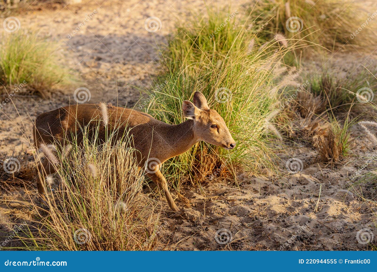 Baby Roe Deer Graze in Savanna in a Nature Park Stock Image - Image of ...