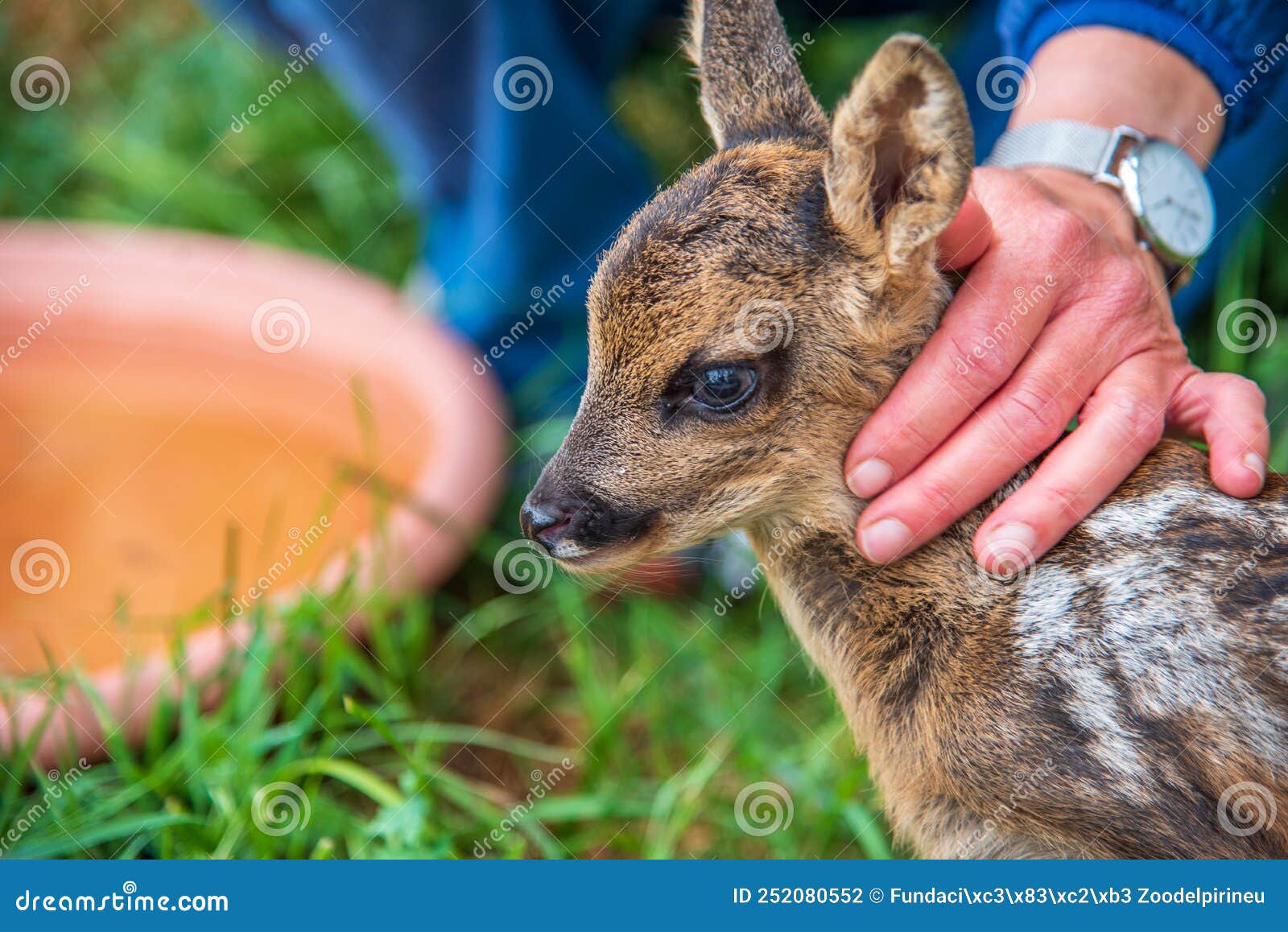 Baby Roe Deer with the Hand of a Person Stock Photo - Image of hand ...