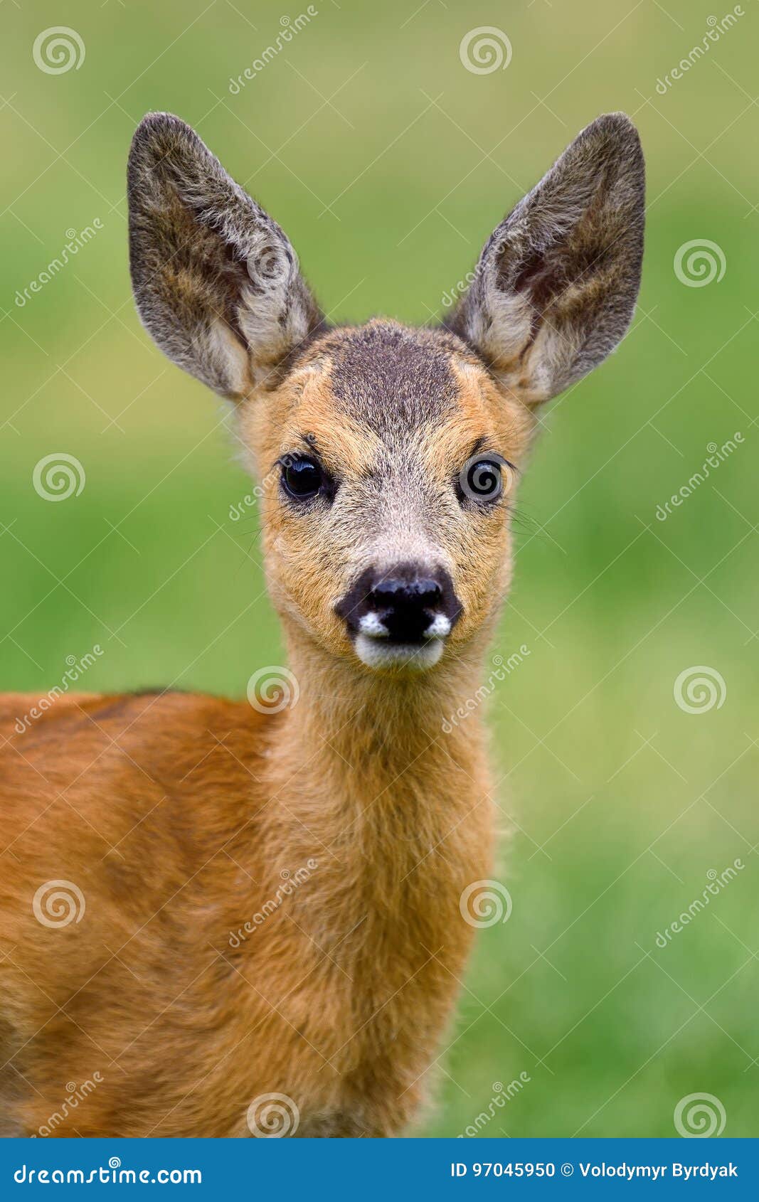 Baby Roe Deer on Summer Meadow Stock Photo - Image of forest, field ...