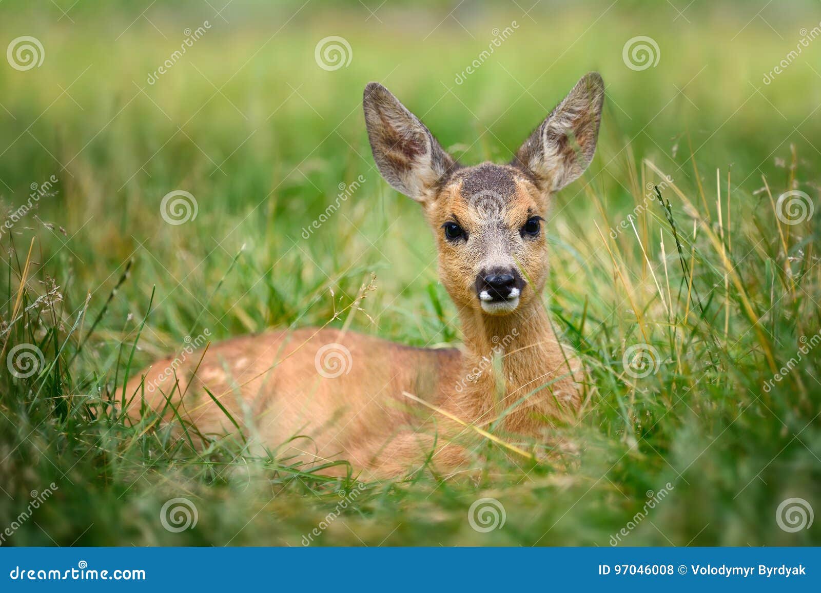 Baby Roe Deer on Summer Meadow Stock Photo - Image of black, animal ...