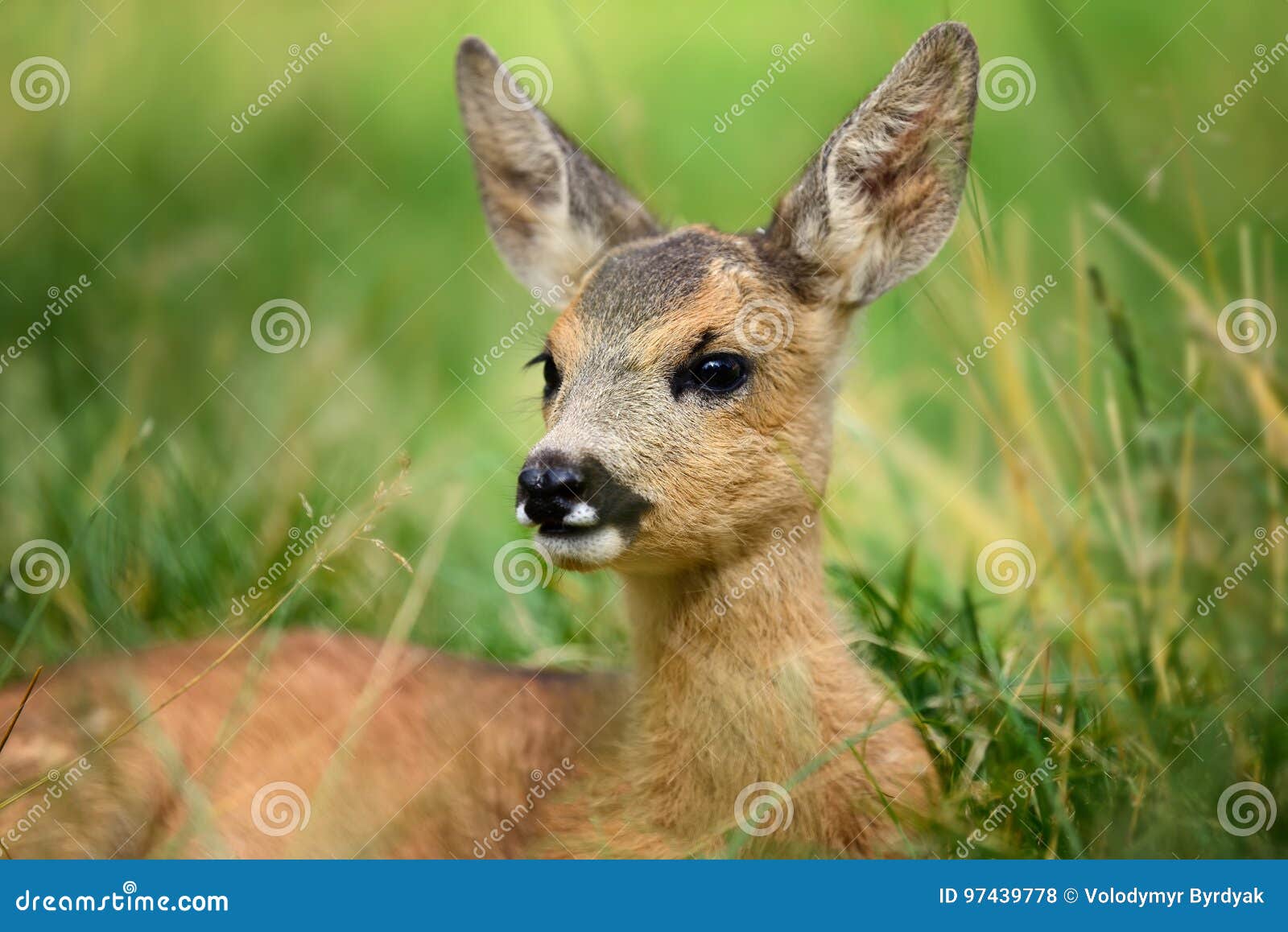 Baby Roe Deer on Summer Meadow Stock Photo - Image of field, head: 97439778