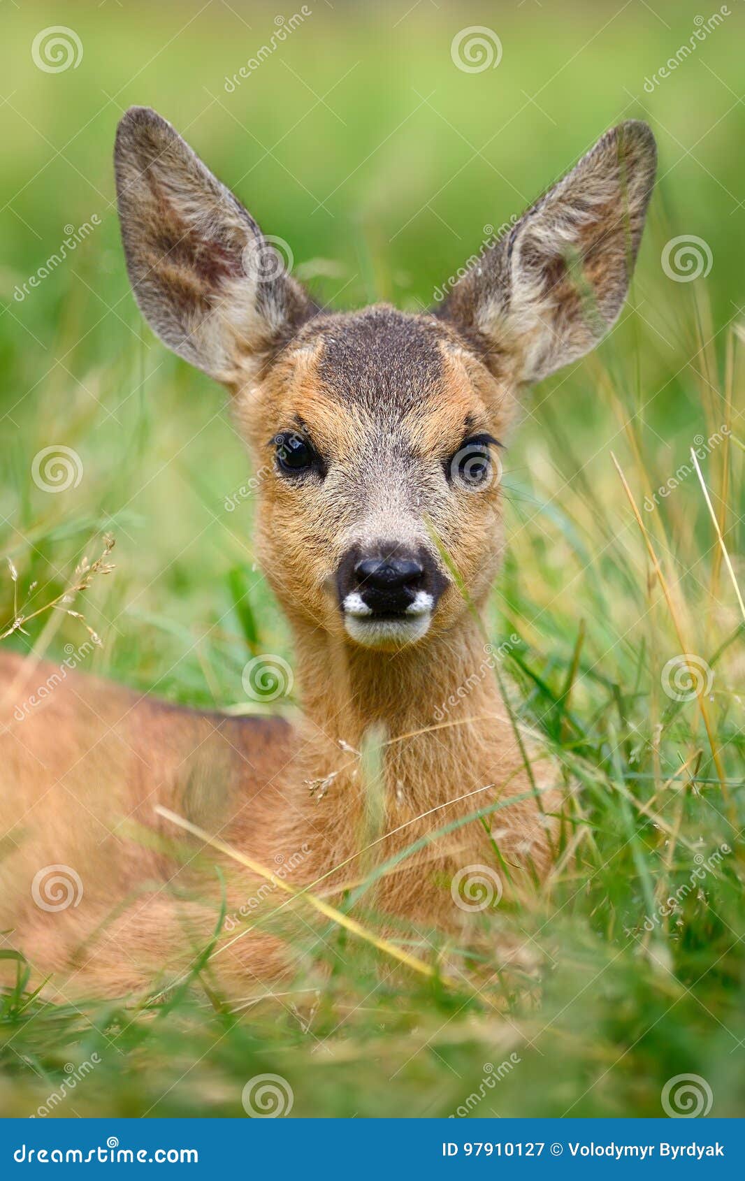 Baby Roe Deer on Summer Meadow Stock Image - Image of black, hunting ...