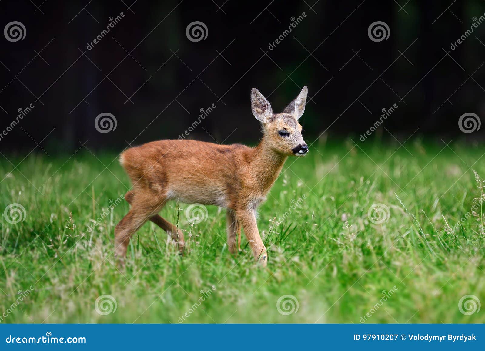 Baby Roe Deer on Summer Meadow Stock Image - Image of roebuck, fawn ...