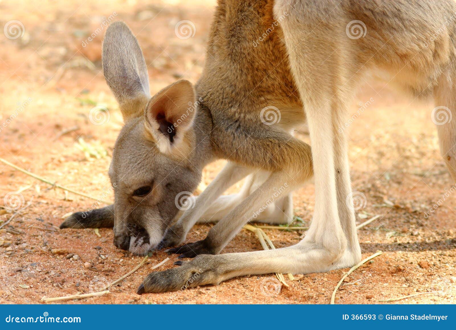 Baby Roo stock image. Image of outdoors, calendar, furry - 366593