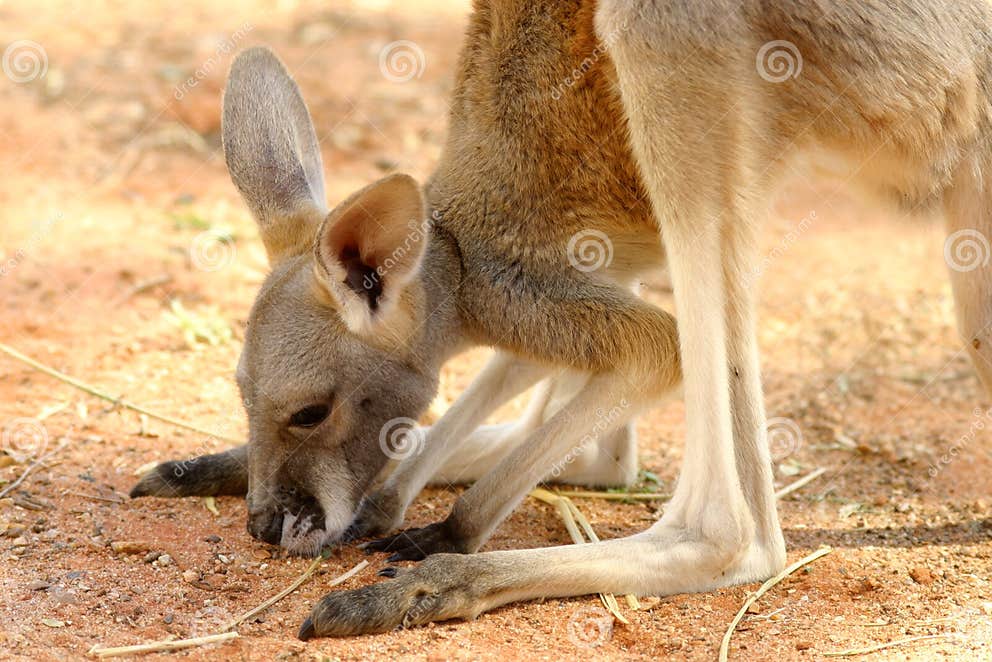 Baby Roo stock image. Image of outdoors, calendar, furry - 366593