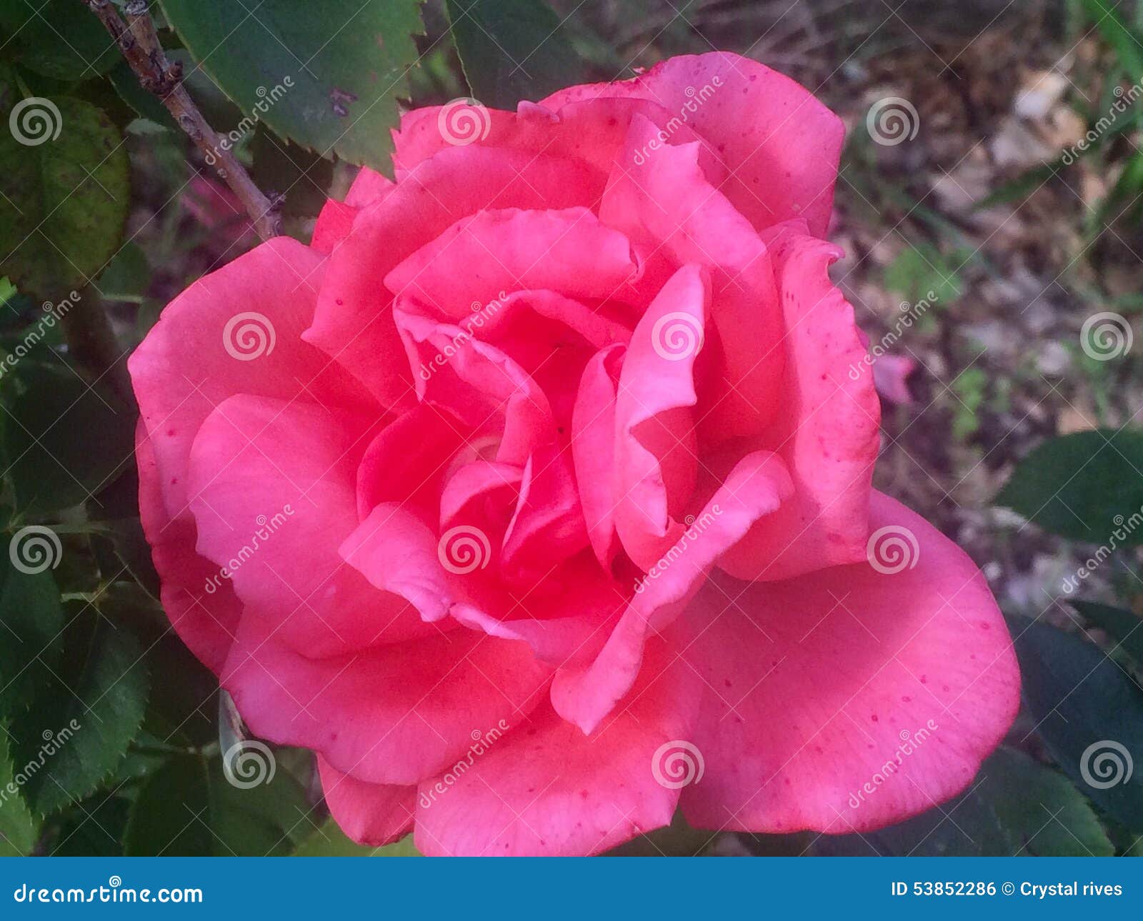Baby rose stock photo. Image of garden, rose, rosy, pink - 53852286
