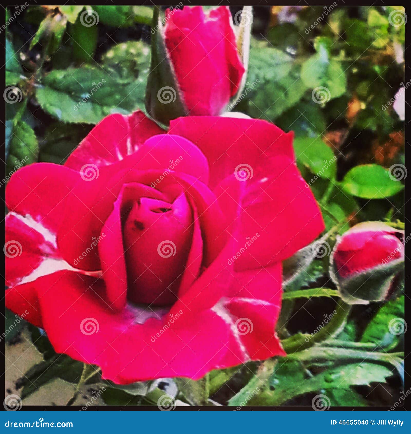 Baby Roses stock photo. Image of blue, roses, lady, baby - 46655040